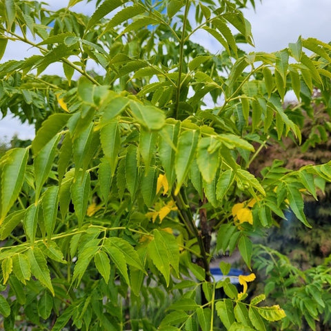 Melia azedarach 'White Cedar' – Wombat Gully Plant Farm Geelong