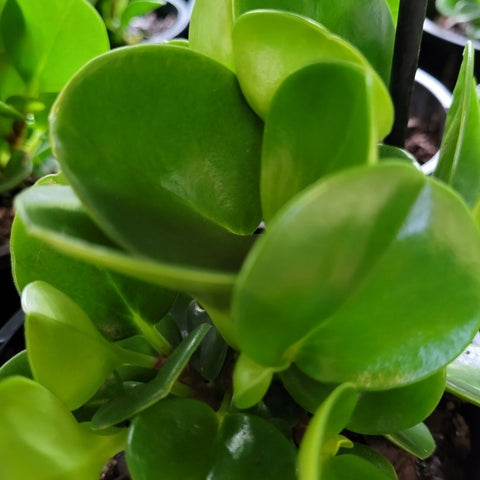 Peperomia obtusifolia 'Jade' – Wombat Gully Plant Farm Geelong