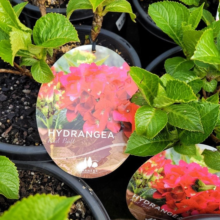 Hydrangea 'Red Ball' – Wombat Gully Plant Farm Geelong