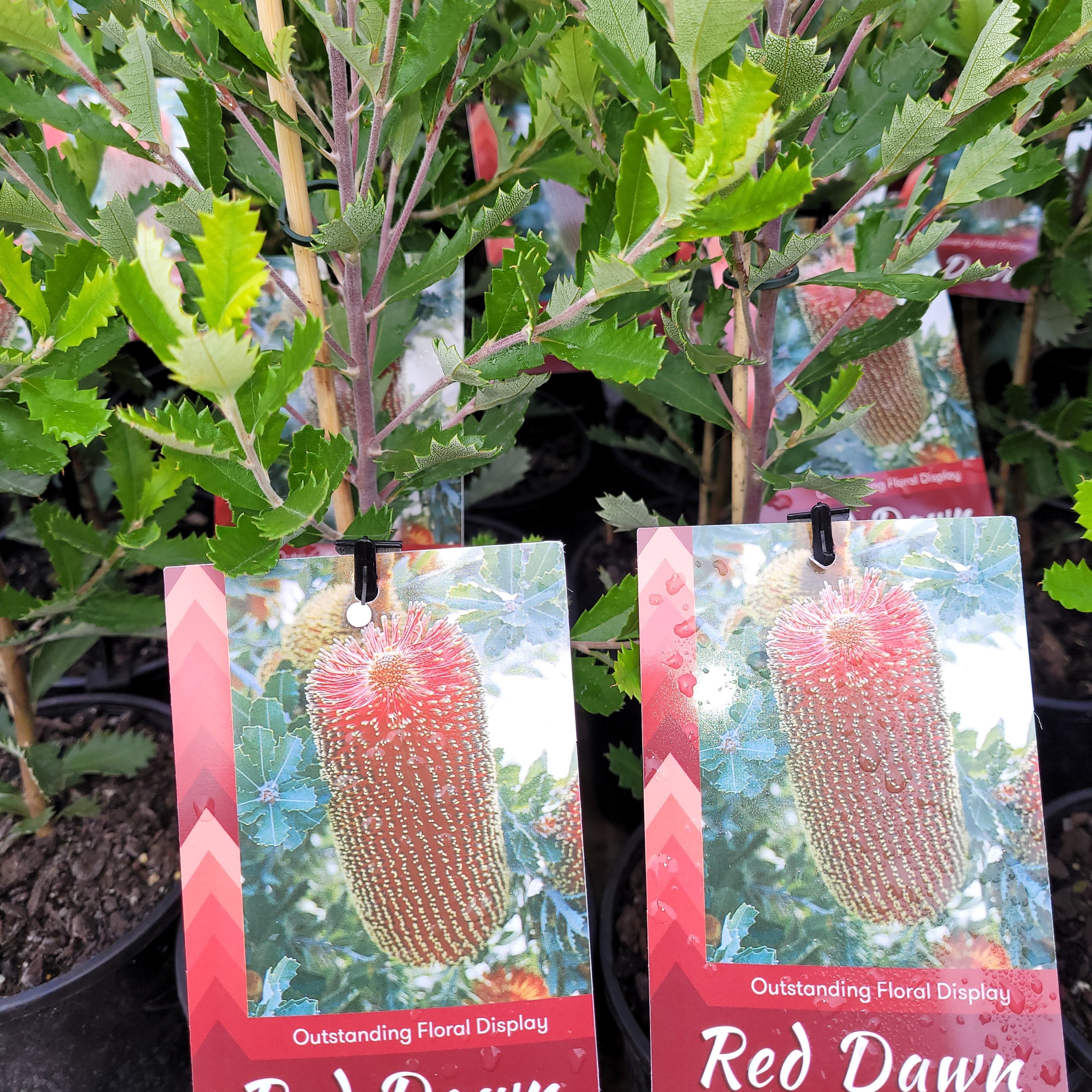 Banksia 'Red Dawn' – Wombat Gully Plant Farm Geelong
