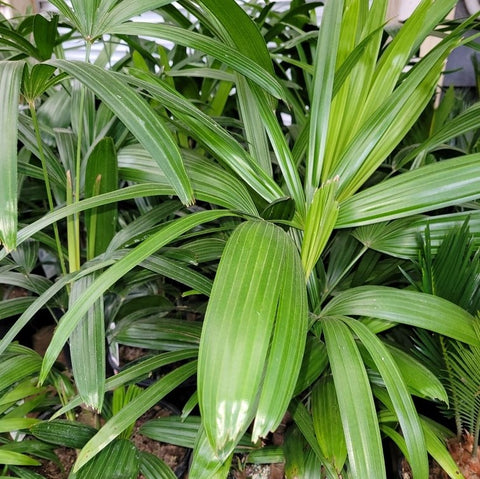 Rhapis excelsa – Wombat Gully Plant Farm Geelong