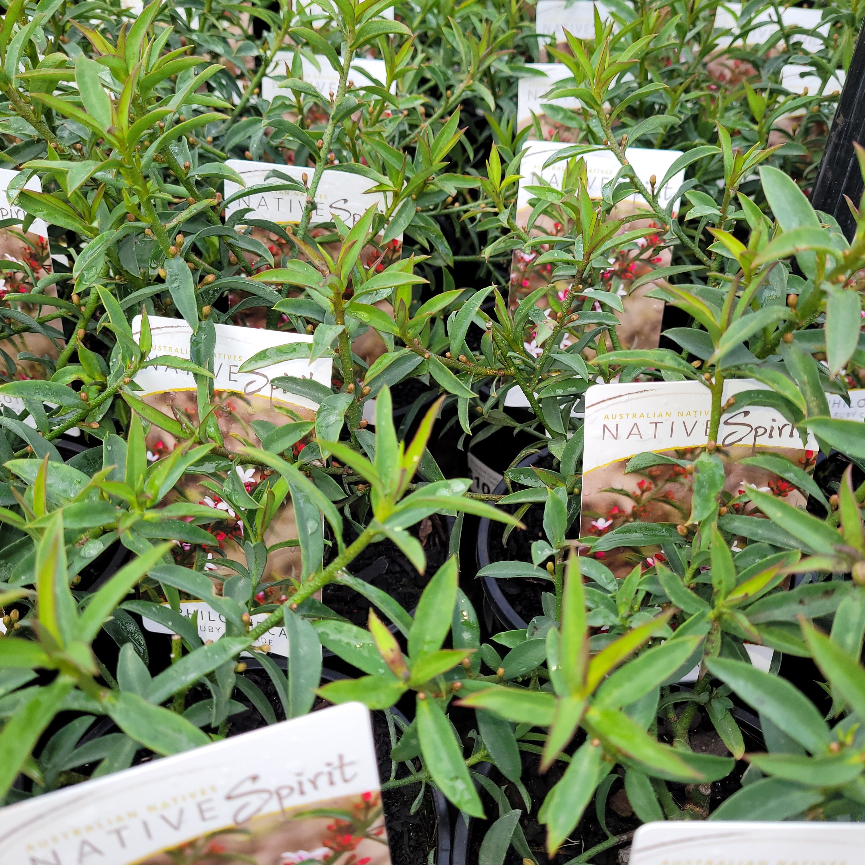Philotheca 'Ruby Cascade' – Wombat Gully Plant Farm Geelong