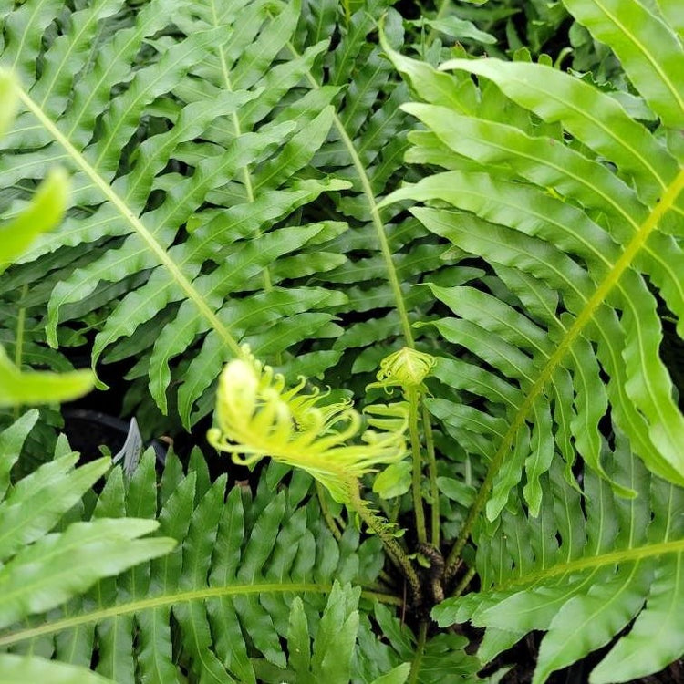 Ferns – Wombat Gully Plant Farm Geelong