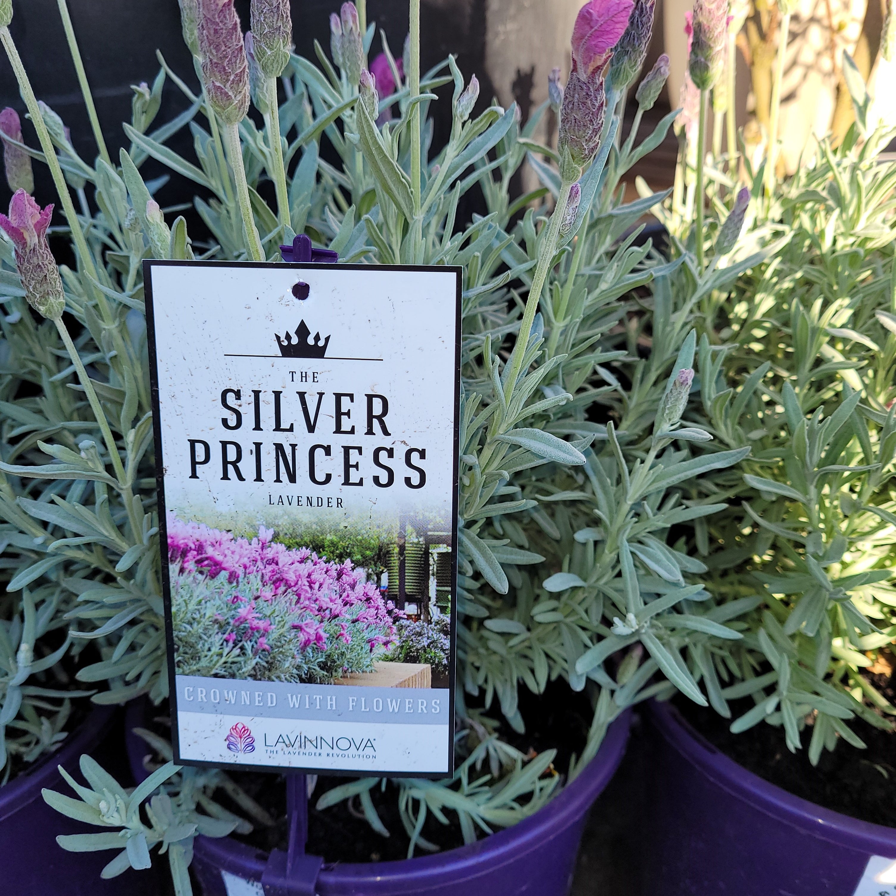 Lavandula 'Silver princess' – Wombat Gully Plant Farm Geelong