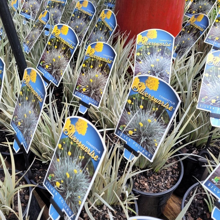 Conostylis 'Silver Sunrise' – Wombat Gully Plant Farm Geelong