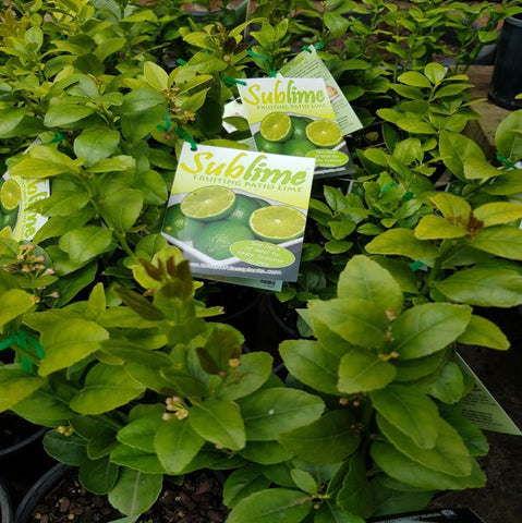 Lime 'Sublime' – Wombat Gully Plant Farm Geelong