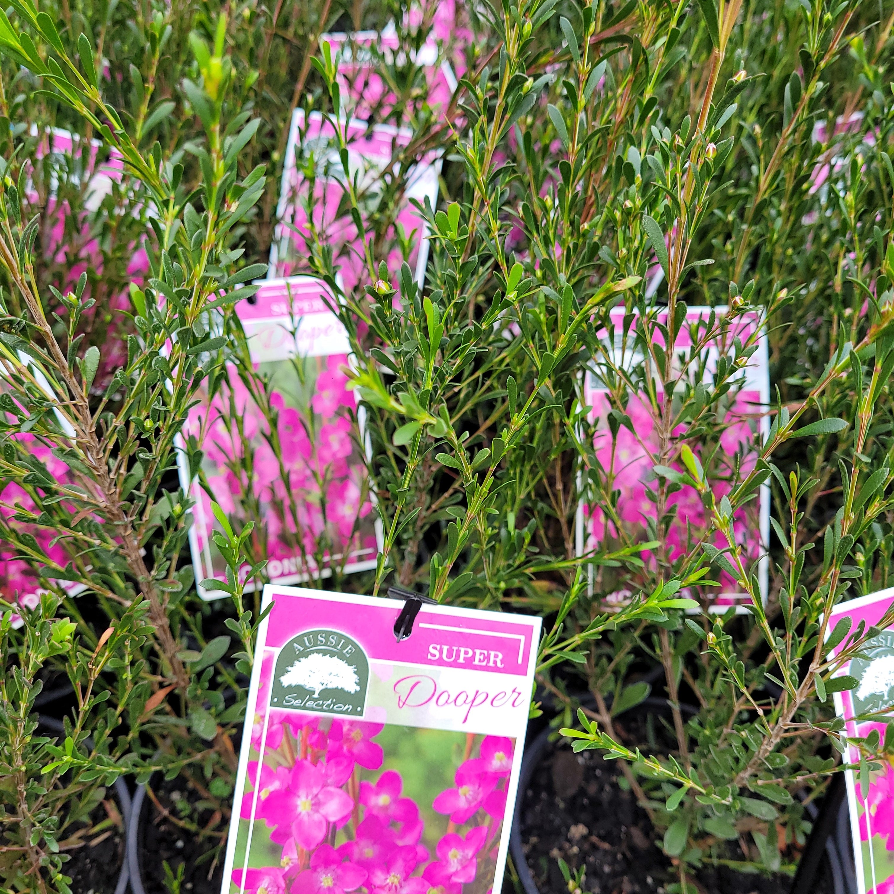 Boronia 'Super Dooper' – Wombat Gully Plant Farm Geelong