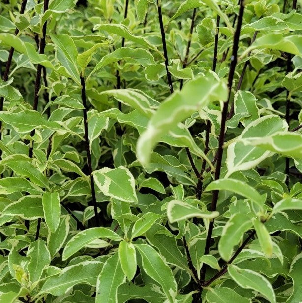 Pittosporum 'Tarata' – Wombat Gully Plant Farm Geelong