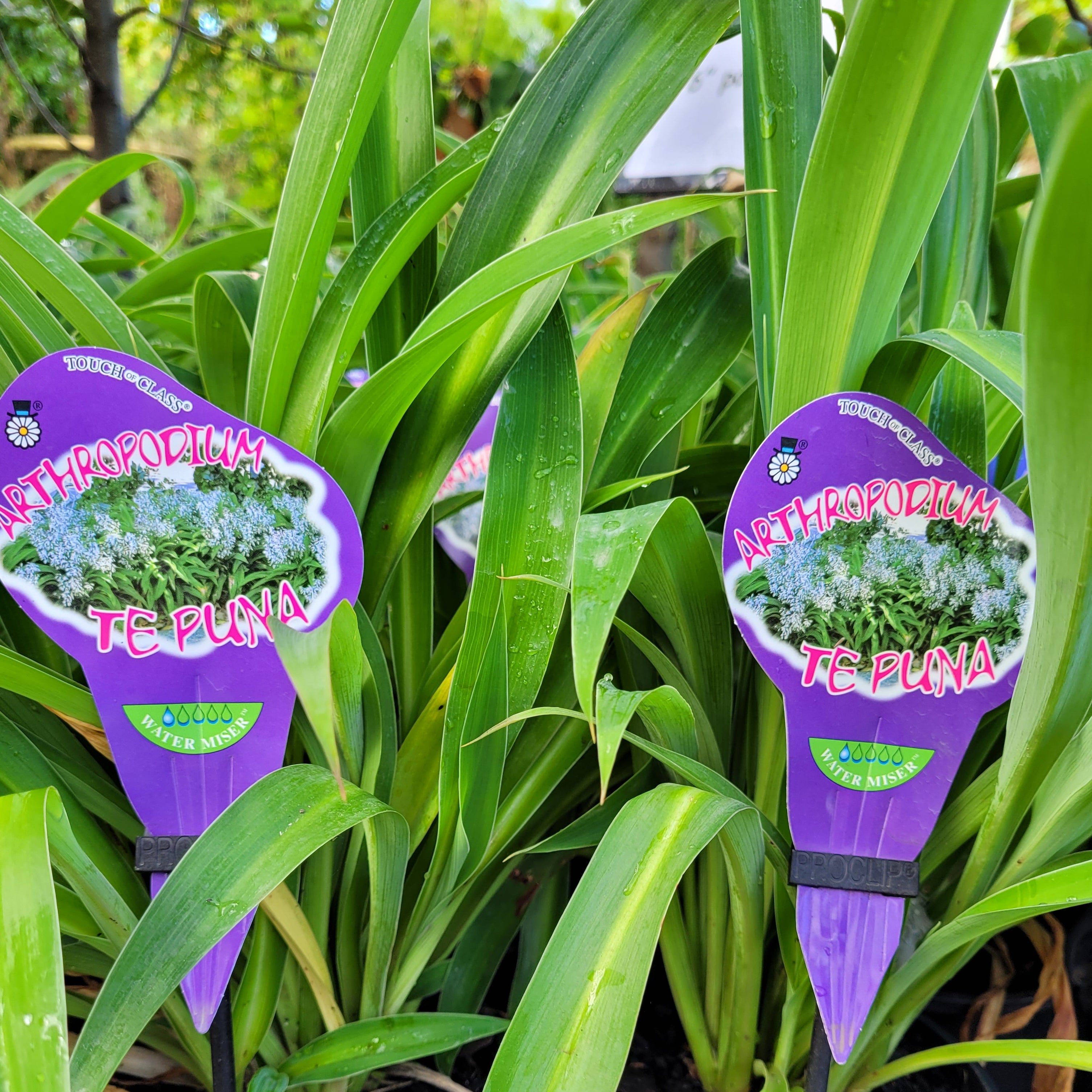 Arthrapodium 'Te Puna' – Wombat Gully Plant Farm Geelong