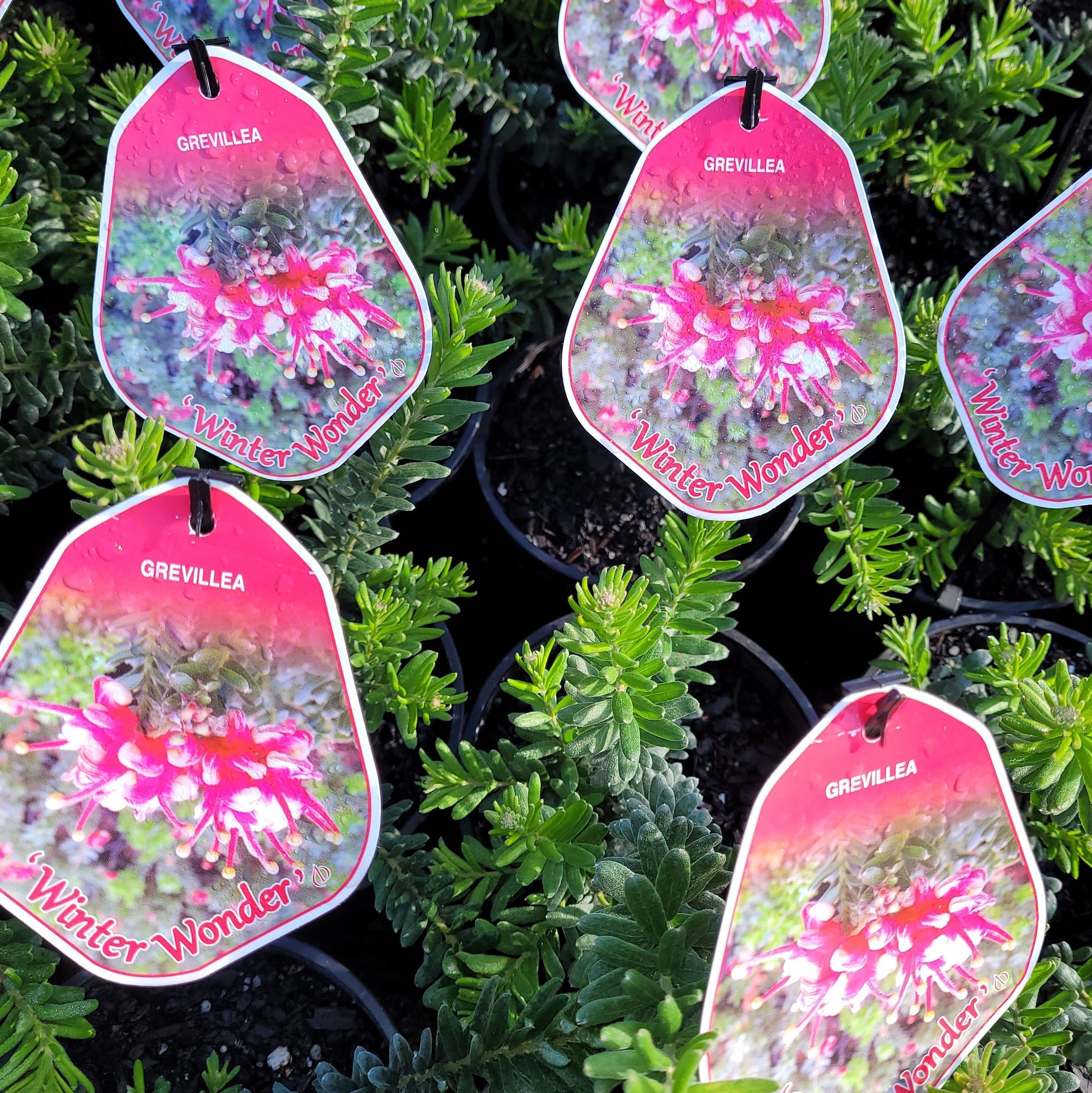 Grevillea 'Winter Wonder' – Wombat Gully Plant Farm Geelong