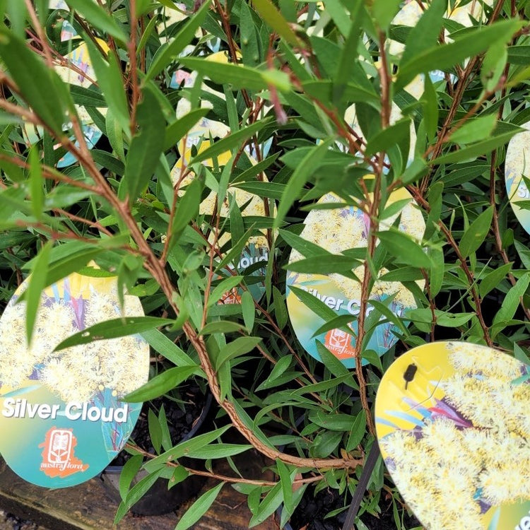 Native – Wombat Gully Plant Farm Geelong