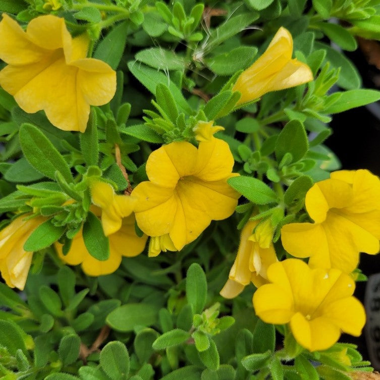 Calibrachoa 'Calipetite Yellow' – Wombat Gully Plant Farm Geelong